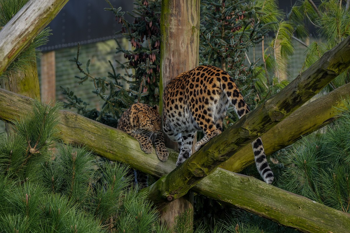 Critically Endangered Amur Leopard Cub Celebrates First Birthday at ...